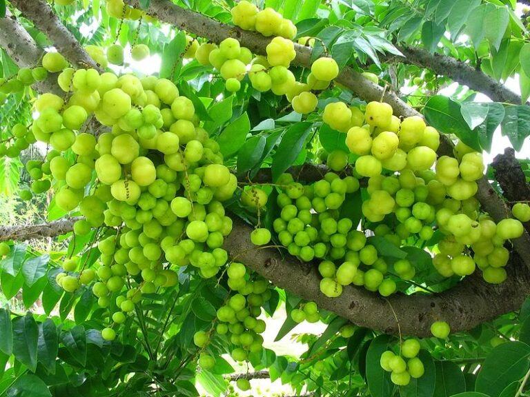 Manfaat Luar Biasa Buah Ceremai Sehat Enak Dan Belum Banyak Orang Tahu ...
