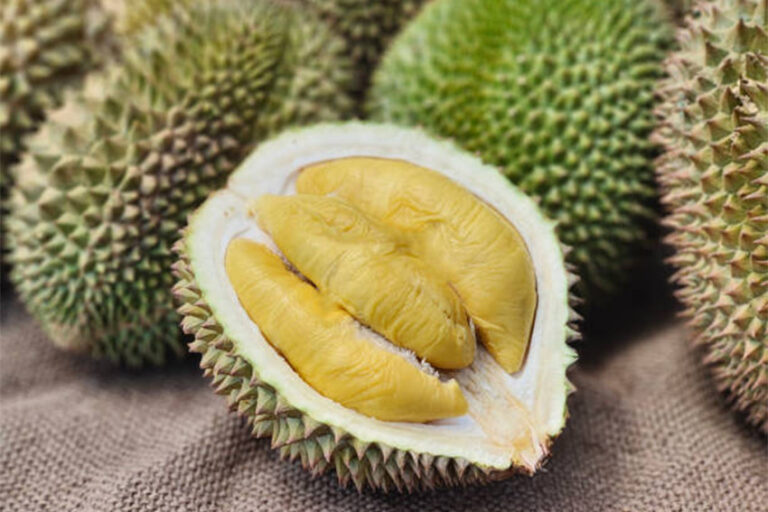 Durian Raja Buah Raja Manfaat Kesehatan? Tahun 2025 Semua Divisi - MerahMaron