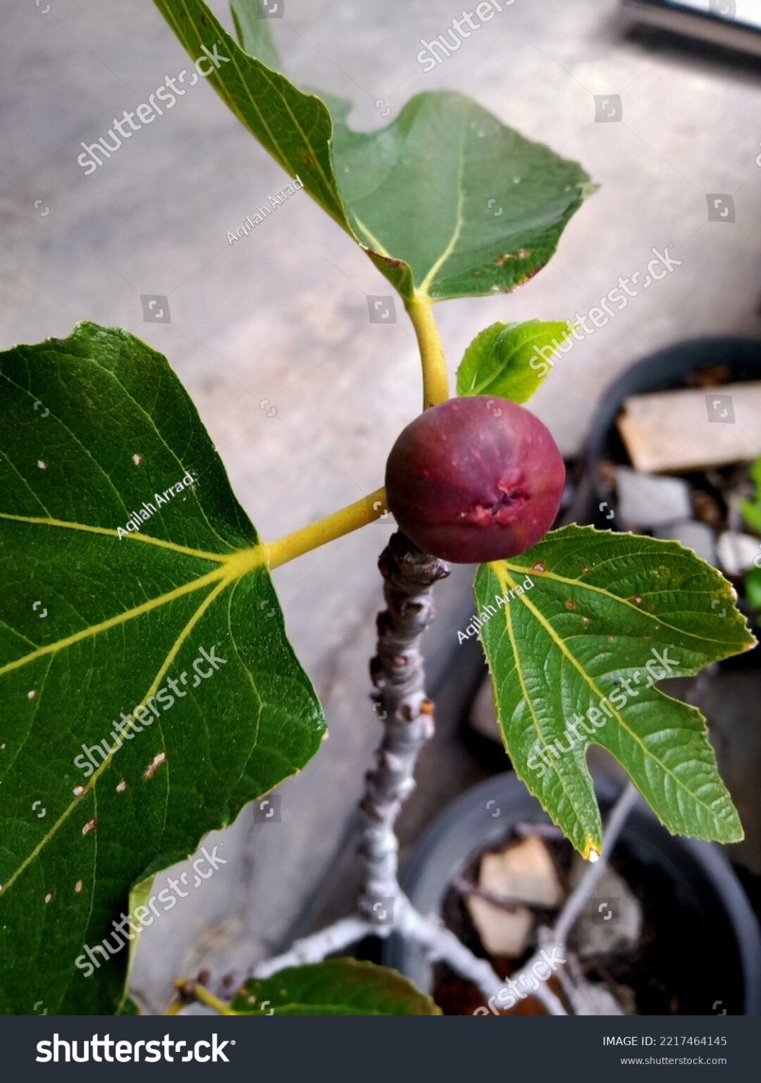 Rahasia Kesehatan Tersembunyi Di Buah Fig Manfaatnya Bikin Takjub! Tahun 2025 Resmi - MerahMaron