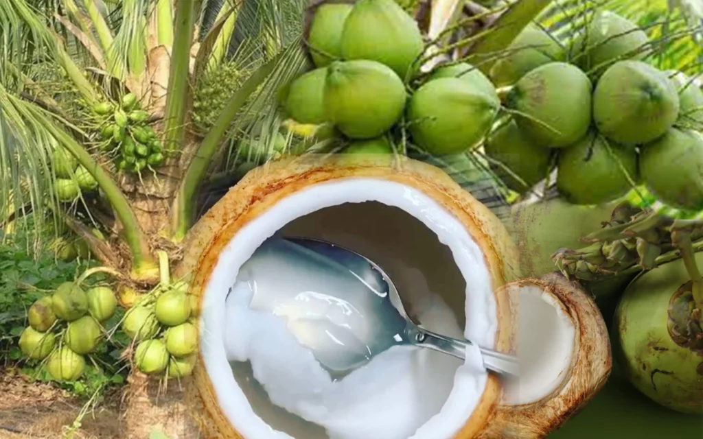 Rahasia Kesehatan Tersembunyi Di Buah Kelapa Manfaatnya Bikin Takjub! Tahun 2025 Valid - MerahMaron