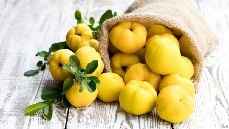 Rahasia Kesehatan Tersembunyi Di Buah Quince Manfaatnya Bikin Takjub! Tahun 2025 Semua Jabatan ...