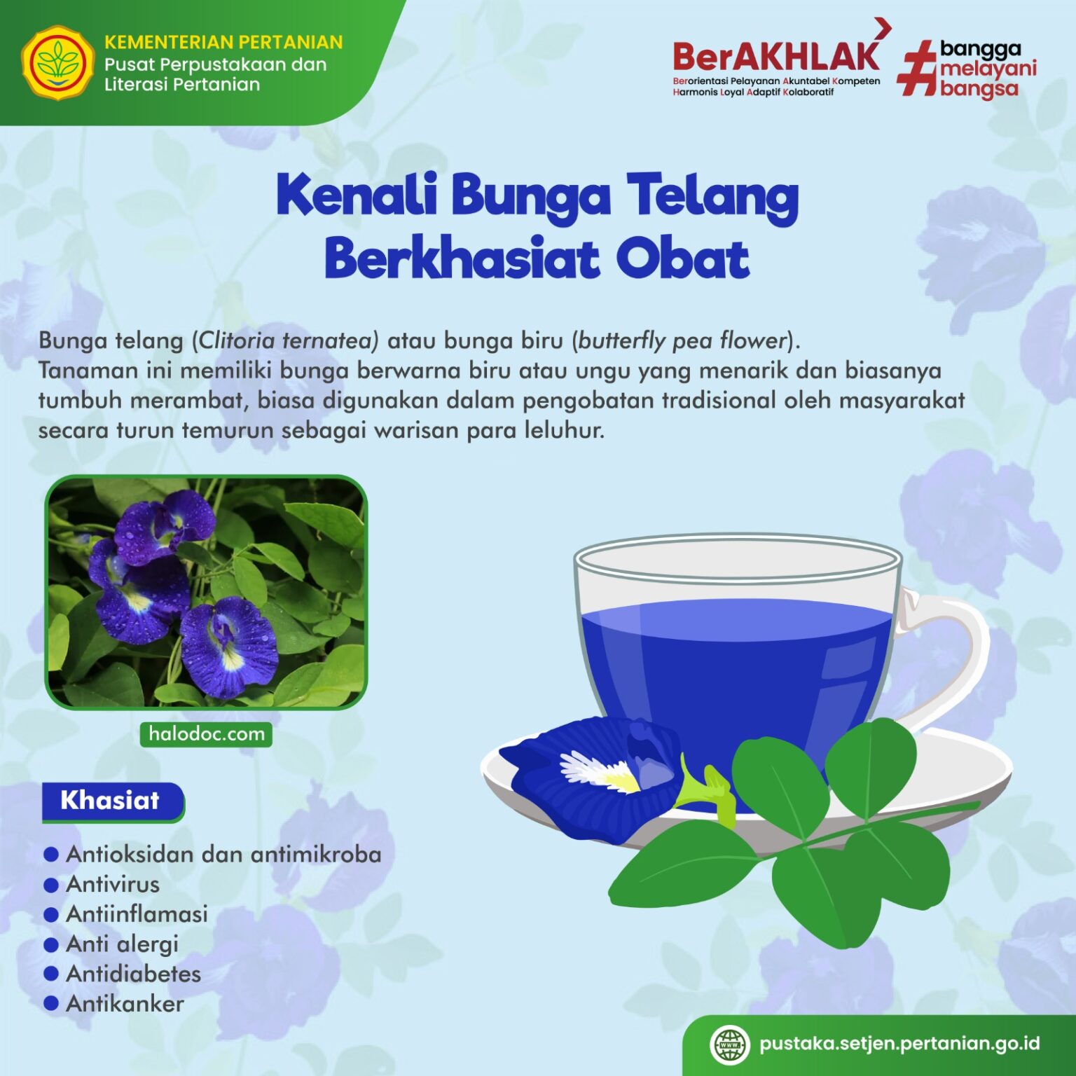 Manfaat Bunga Telang Rahasia Kecantikan Kesehatan Terungkap! Tahun 2025 ...