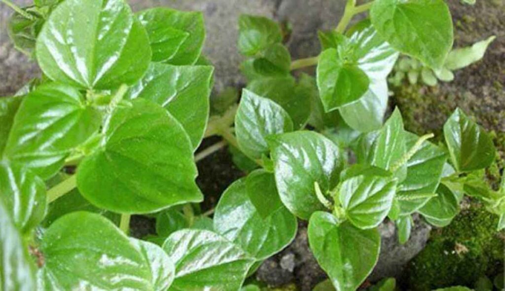 Manfaat Daun Sirih Cina Rahasia Kesehatan Kecantikan Terungkap! Tahun ...