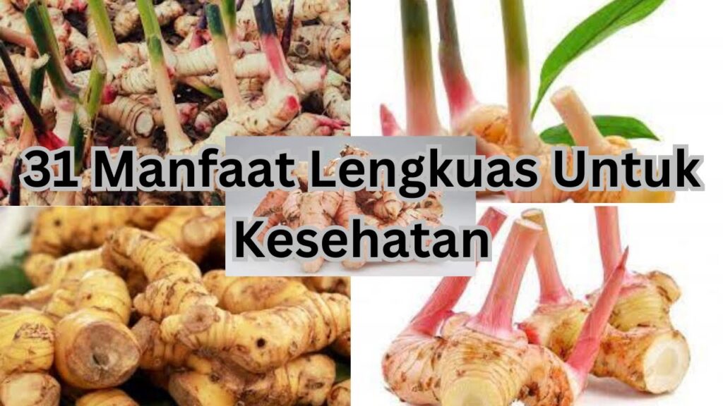 Manfaatkan Lengkuas Manfaat Ajaib Untuk Kesehatanmu! Tahun 2025 Resmi ...